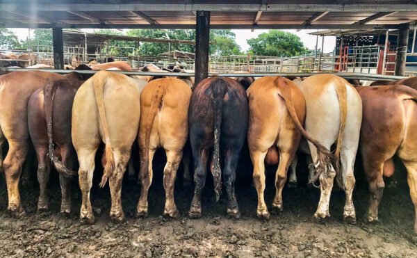 Dry-aged Beef - islandmeat.mu